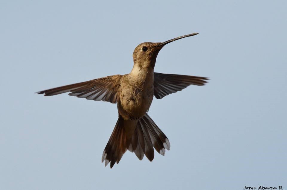 AVES DE CHILE – La Ventana Ciudadana