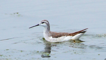 AVES DE CHILE – La Ventana Ciudadana