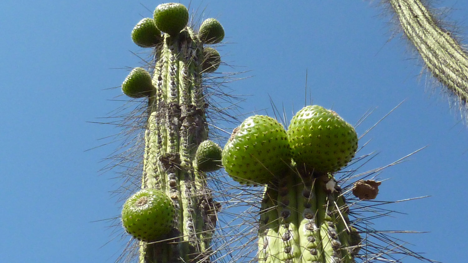 Copao: el tesoro endémico del norte del Chile – La Ventana Ciudadana