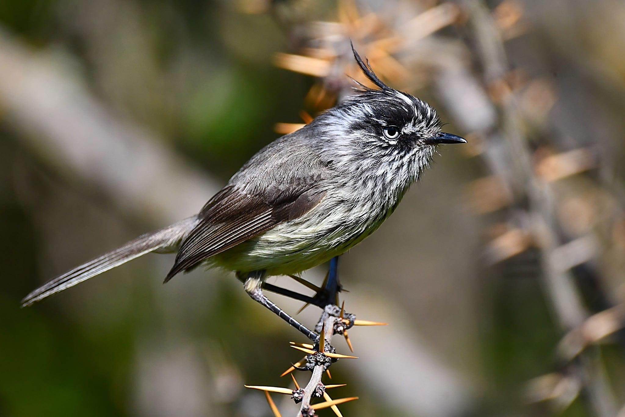 AVES DE CHILE – La Ventana Ciudadana