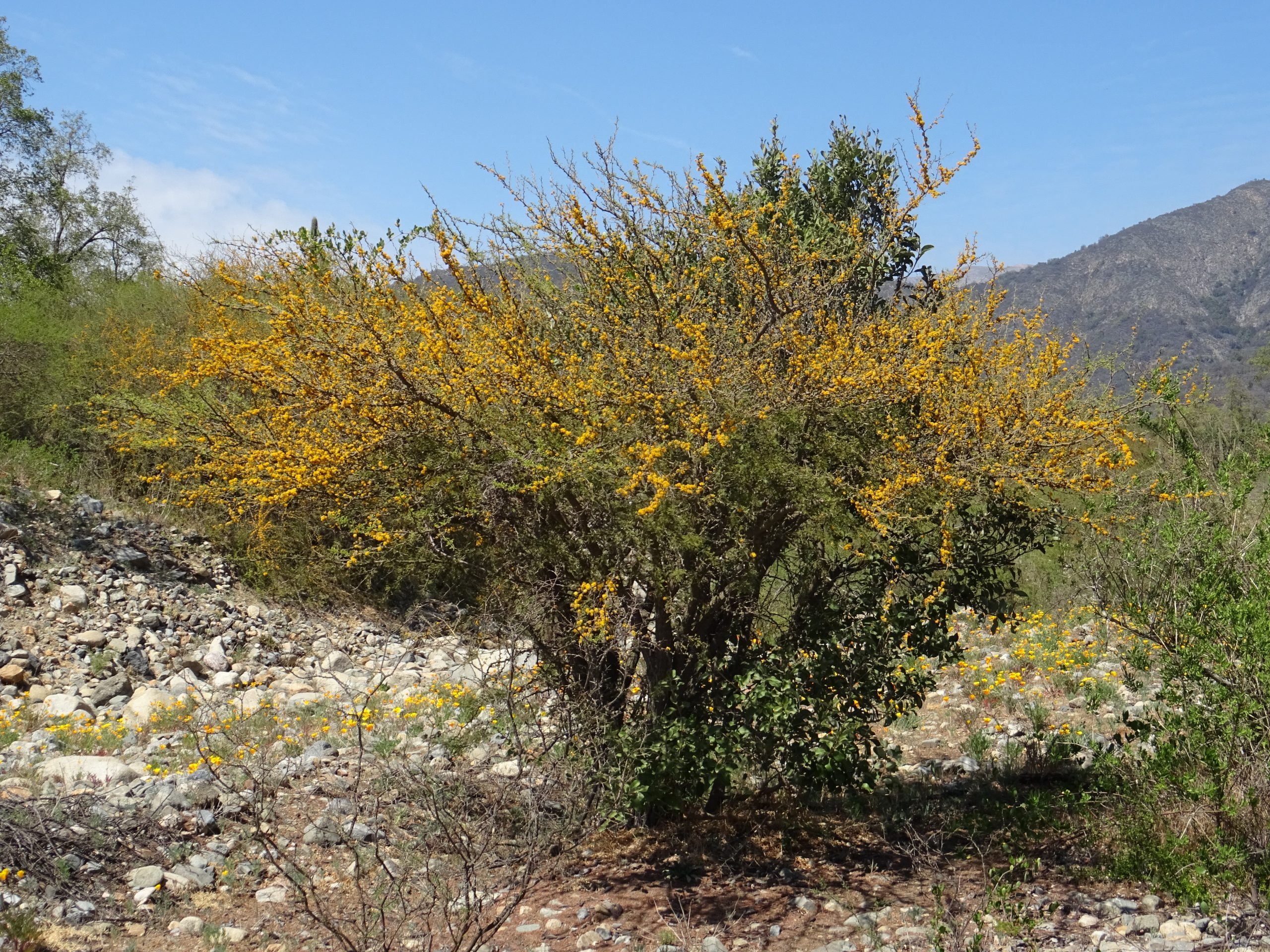 Loa al espino y al espinal – La Ventana Ciudadana