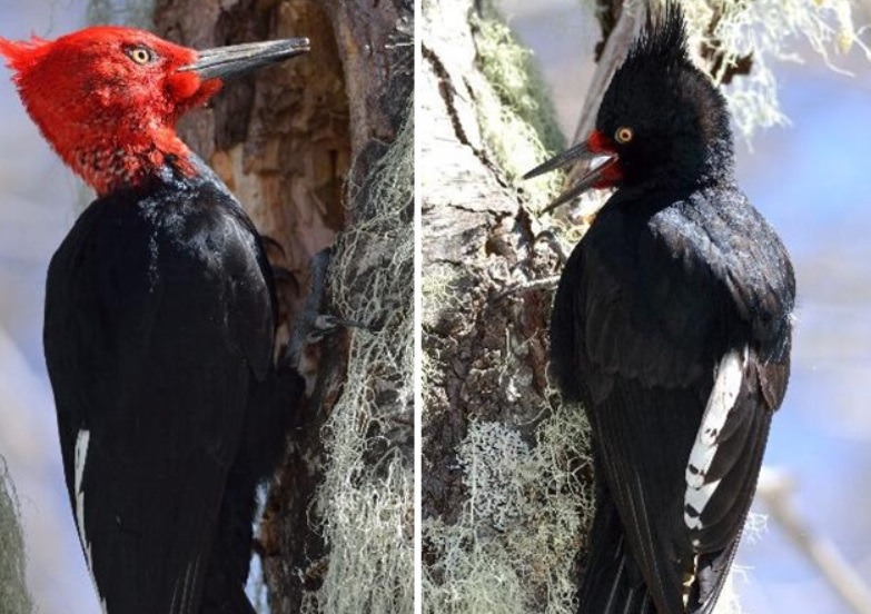 AVES DE CHILE – La Ventana Ciudadana