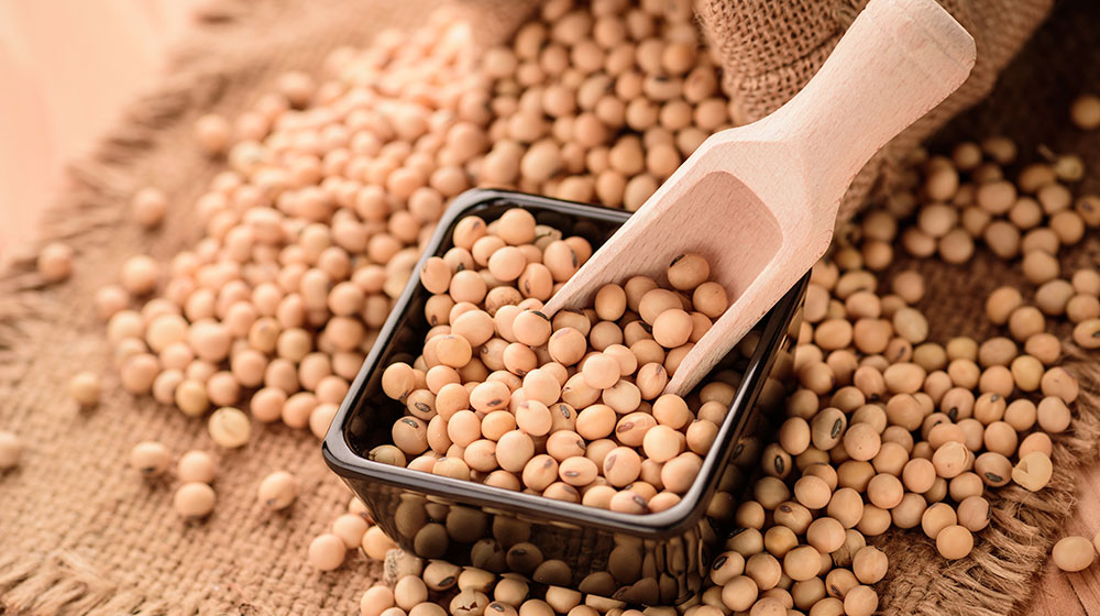 Soya, alimento al rescate de las mujeres – La Ventana Ciudadana