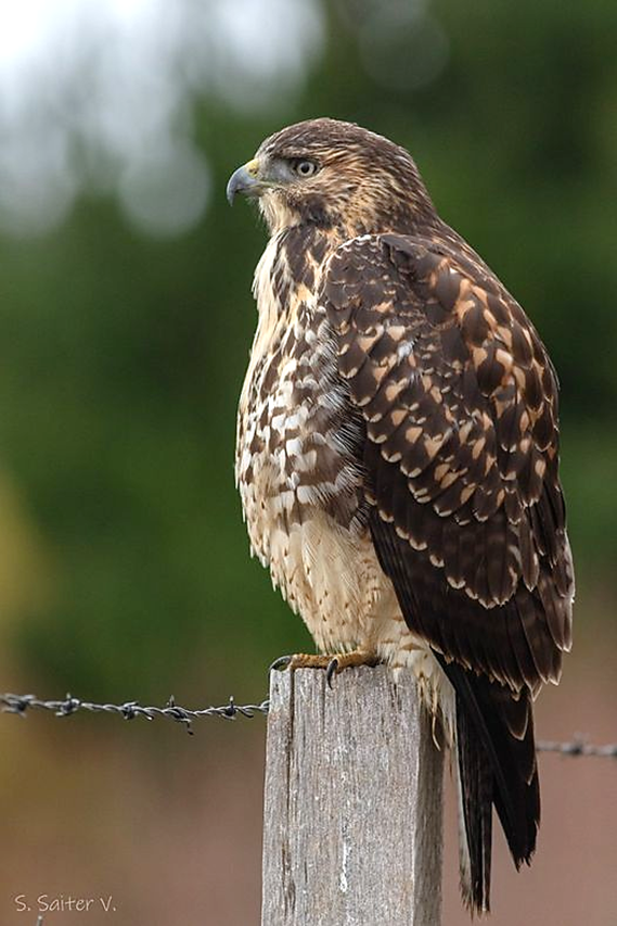 AVES DE CHILE – La Ventana Ciudadana