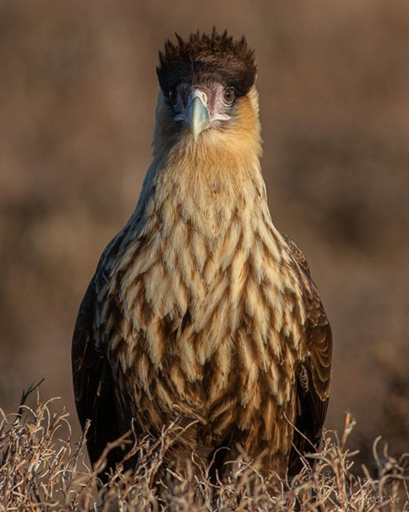 AVES DE CHILE – La Ventana Ciudadana