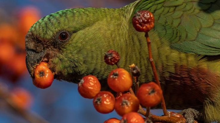 AVES DE CHILE – La Ventana Ciudadana