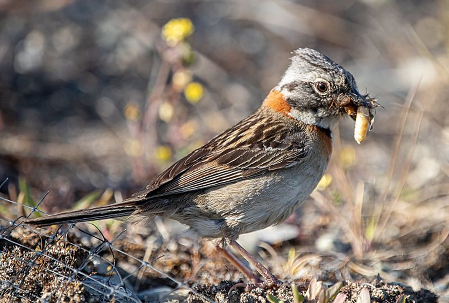 AVES DE CHILE – La Ventana Ciudadana