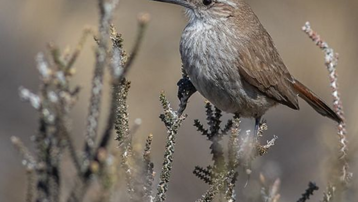 AVES DE CHILE – La Ventana Ciudadana