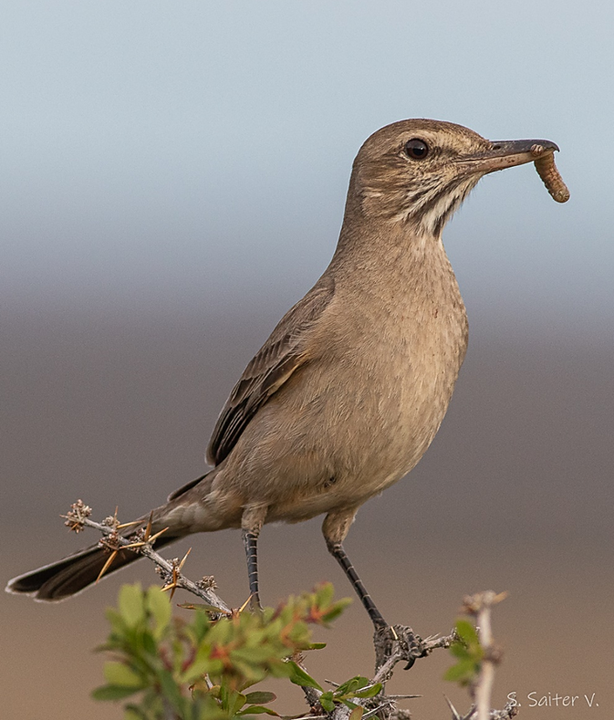 AVES DE CHILE – La Ventana Ciudadana