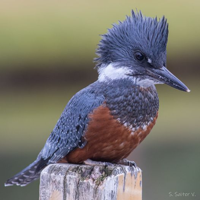 AVES DE CHILE – La Ventana Ciudadana