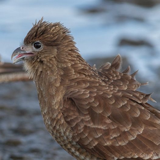 AVES DE CHILE – La Ventana Ciudadana