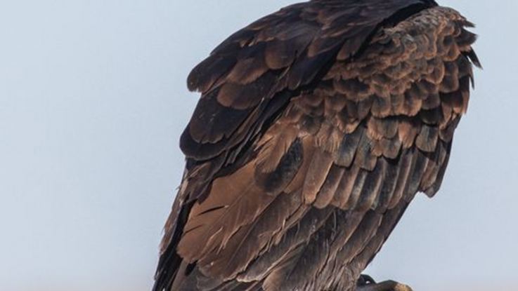 AVES DE CHILE – La Ventana Ciudadana