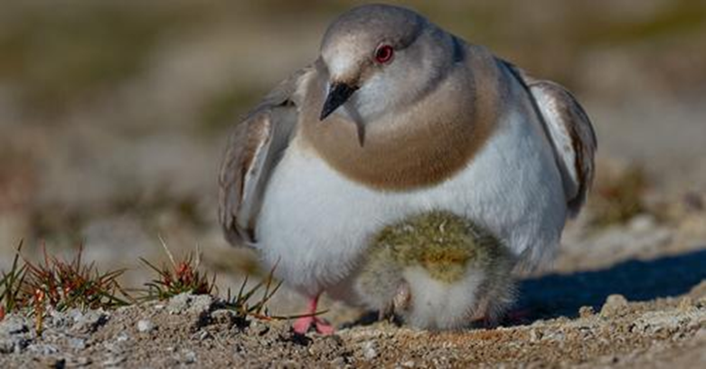 AVES DE CHILE – La Ventana Ciudadana
