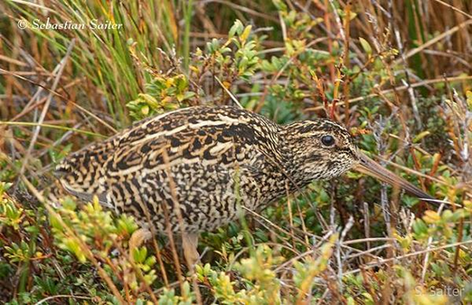 AVES DE CHILE – La Ventana Ciudadana