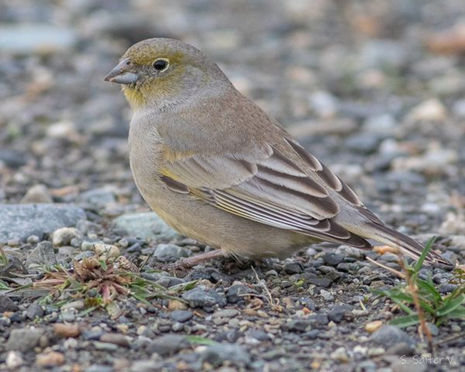AVES DE CHILE – La Ventana Ciudadana