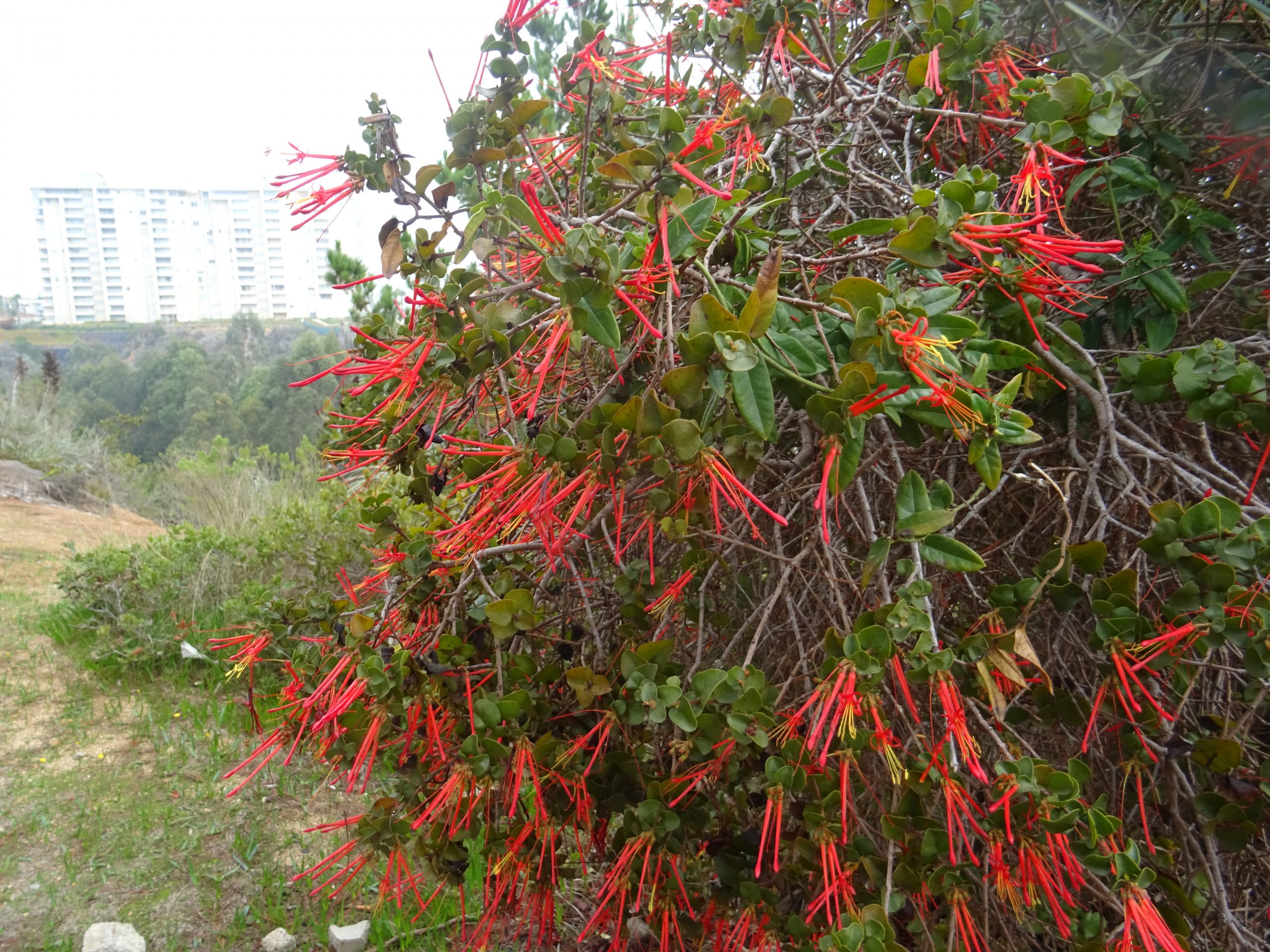 El Quintral, más que una planta parásita – La Ventana Ciudadana