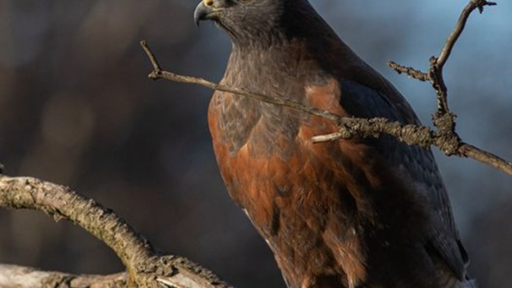 AVES DE CHILE – La Ventana Ciudadana