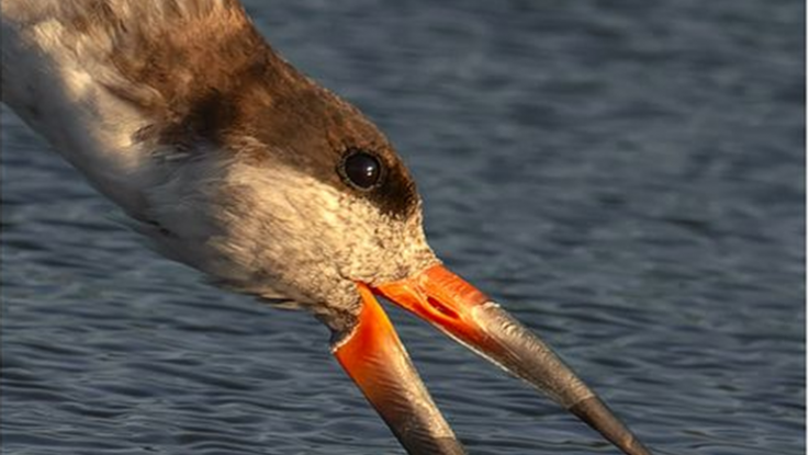 AVES DE CHILE – La Ventana Ciudadana