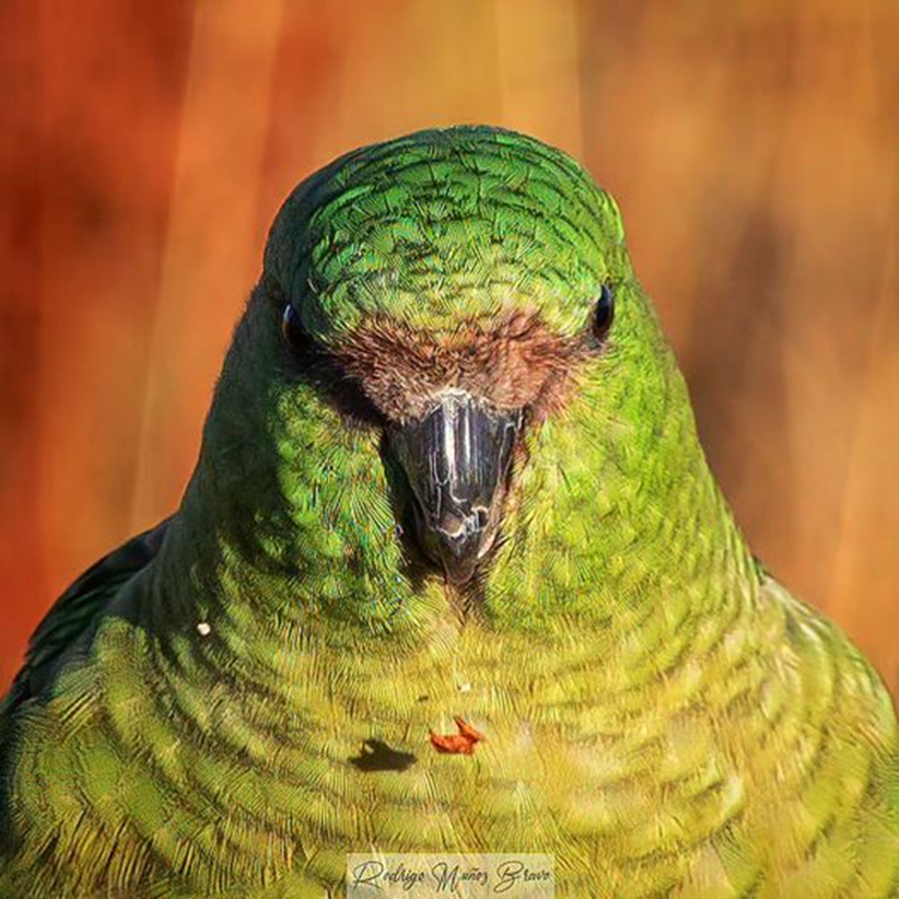 AVES DE CHILE – La Ventana Ciudadana