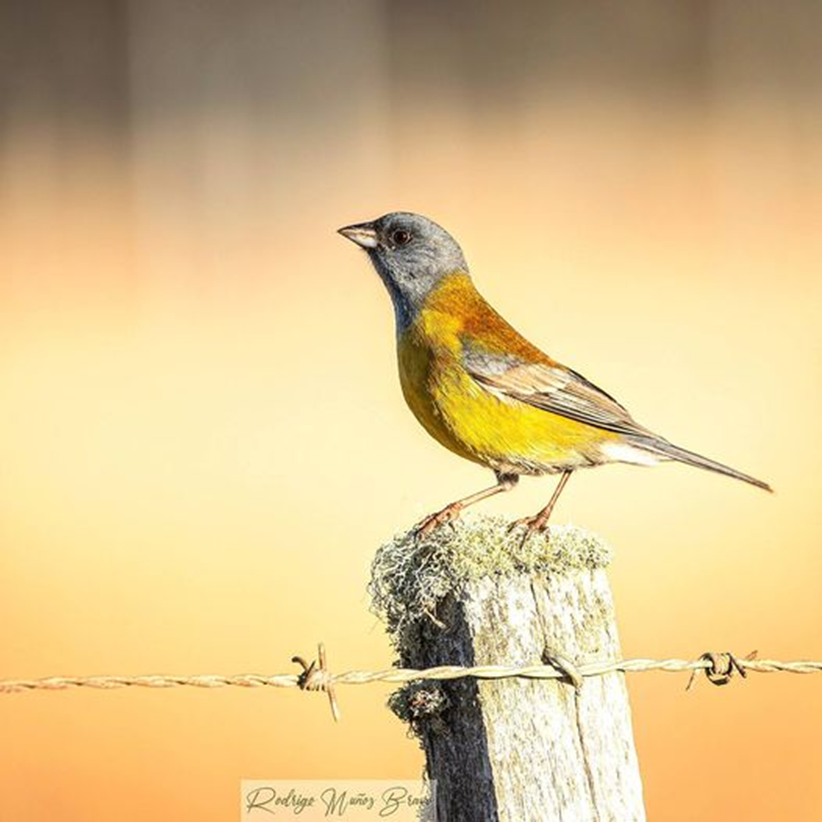 AVES DE CHILE – La Ventana Ciudadana