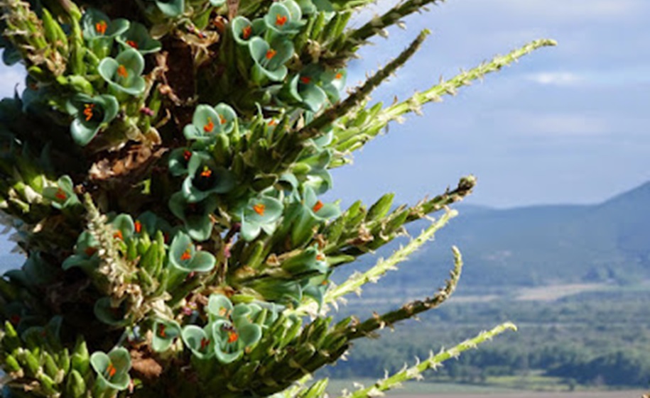 El Chagual, una planta endémica de Chile – La Ventana Ciudadana
